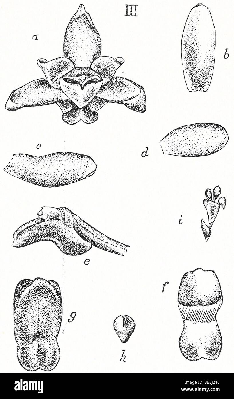 This 1924 botanical illustration by Johannes Jacobus Smith from 'Tafeln ...