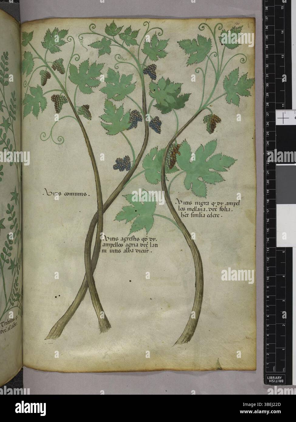 This is folio 101r from the BL Sloane 4016 manuscript, created around ...