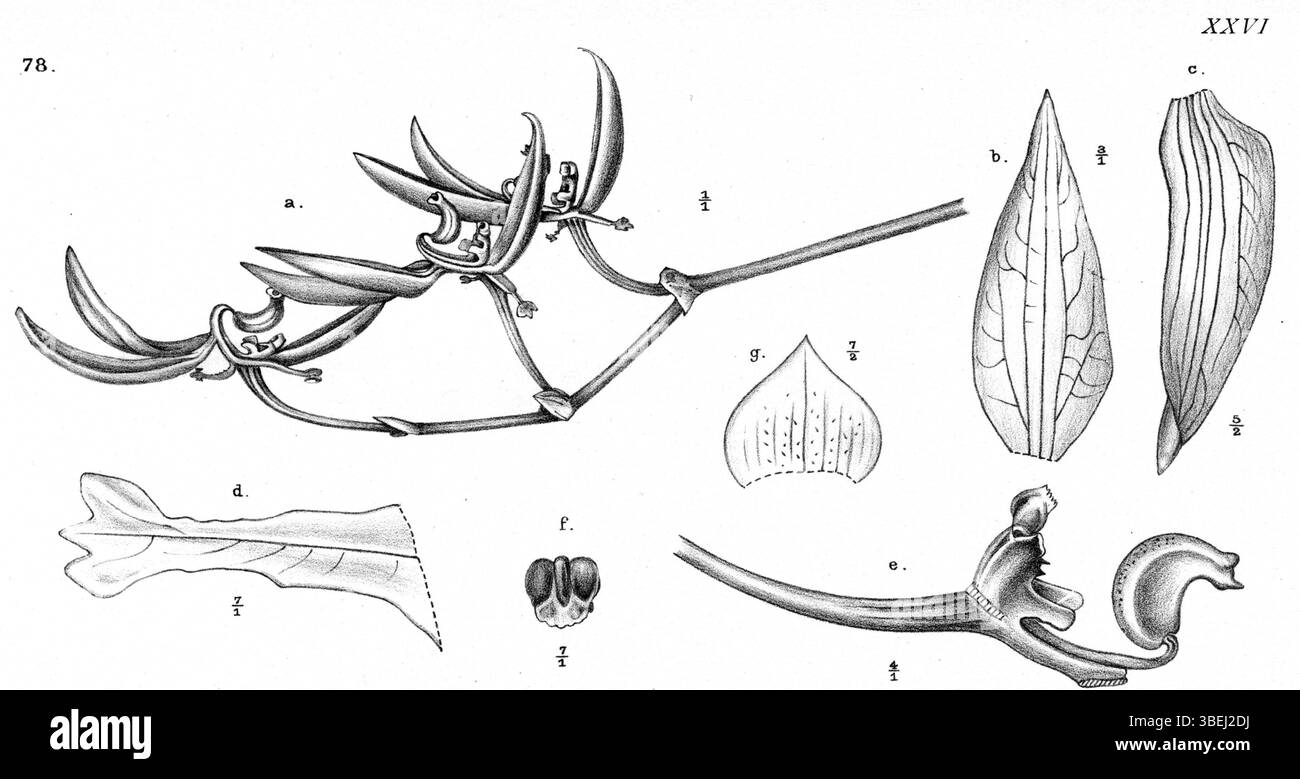 This 1913 botanical plate illustrates *Bulbophyllum digitatum*, a ...