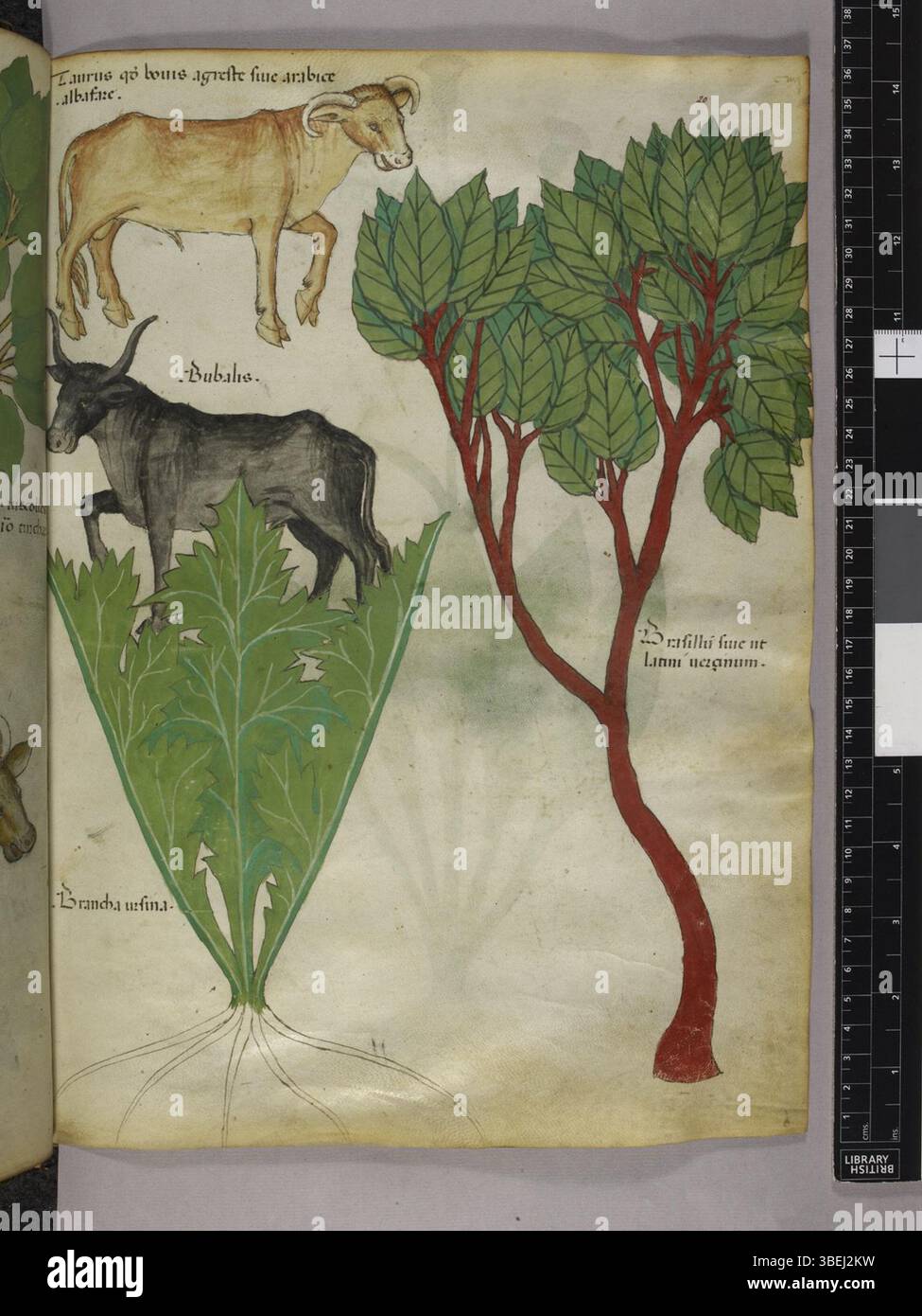 This page from the British Library's Sloane 4016 manuscript (circa 1440 ...