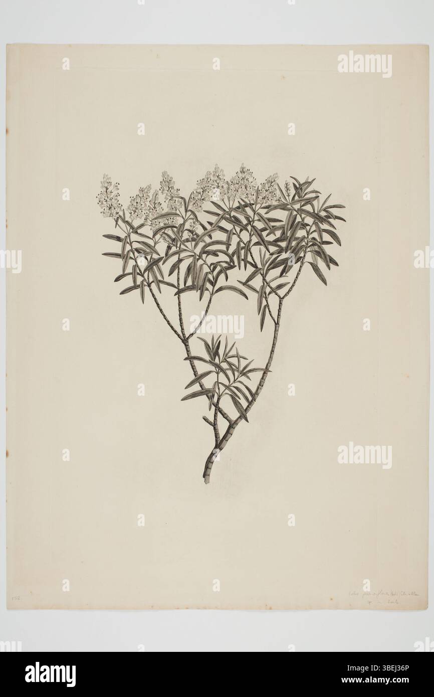 Sydney Parkinson’s engraving of Hebe parviflora, a plant species ...