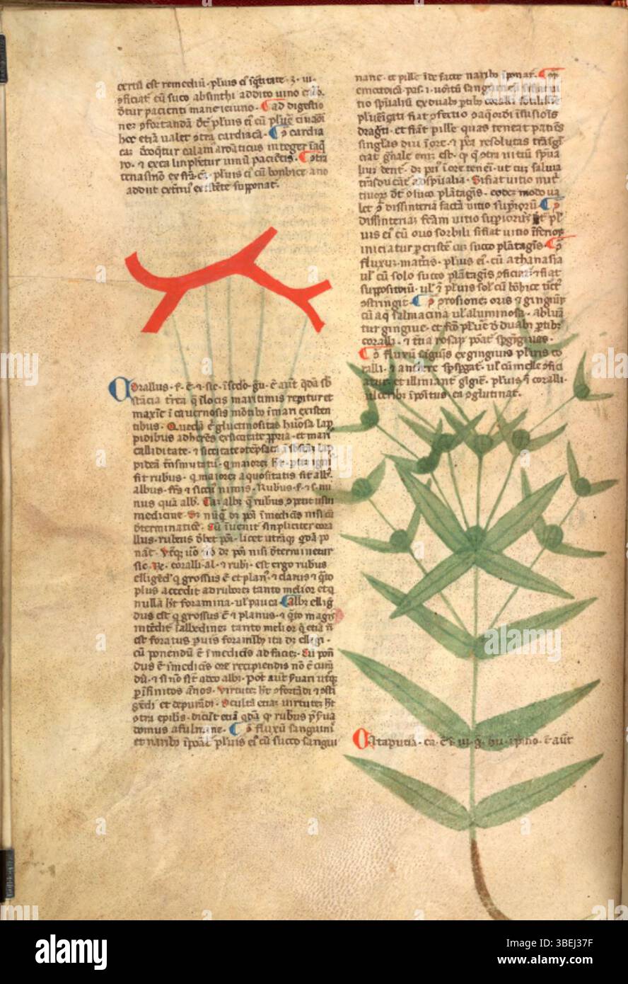 Page f.025v from *BL Egerton 747* (1280-1350) by Bartholomaeus Mini de ...
