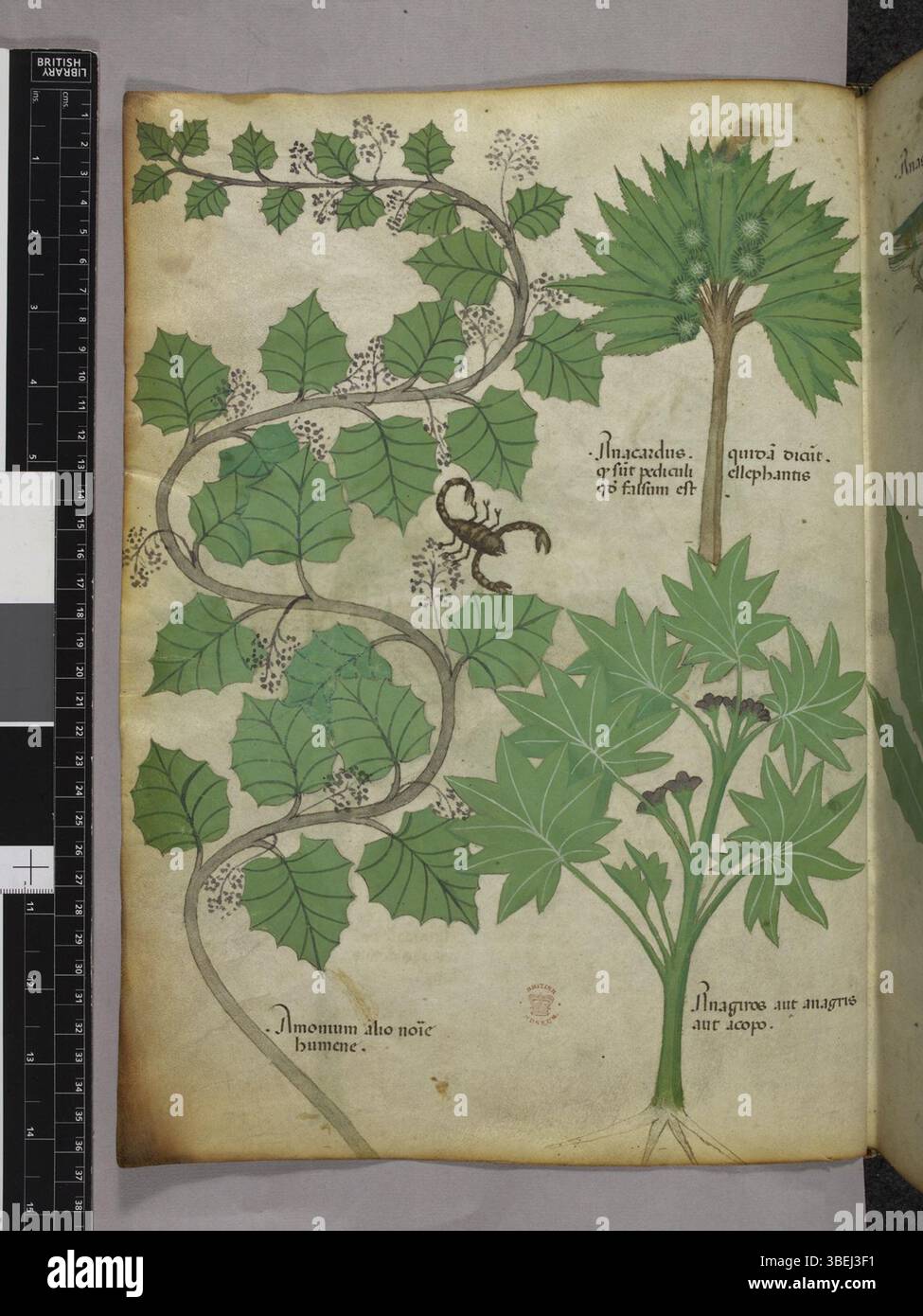 BL Sloane 4016, f.003v, a manuscript page from the 15th century ...