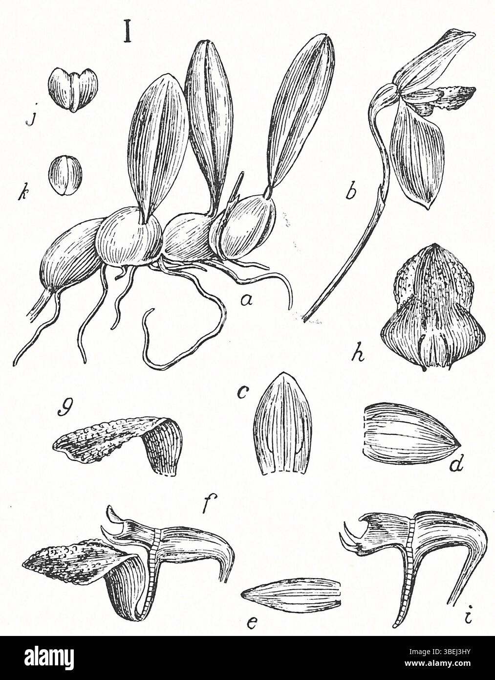 This 1924 illustration by Johannes Jacobus Smith depicts *Bulbophyllum puntjakense*, an orchid ...
