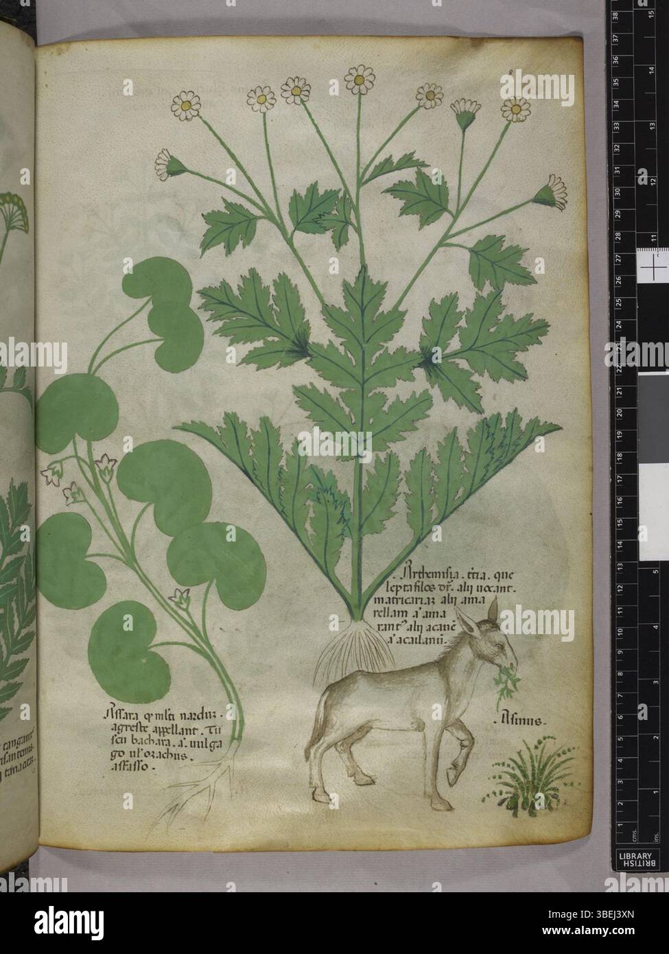 This is page f.008r from *BL Sloane 4016*, created around 1440. The ...