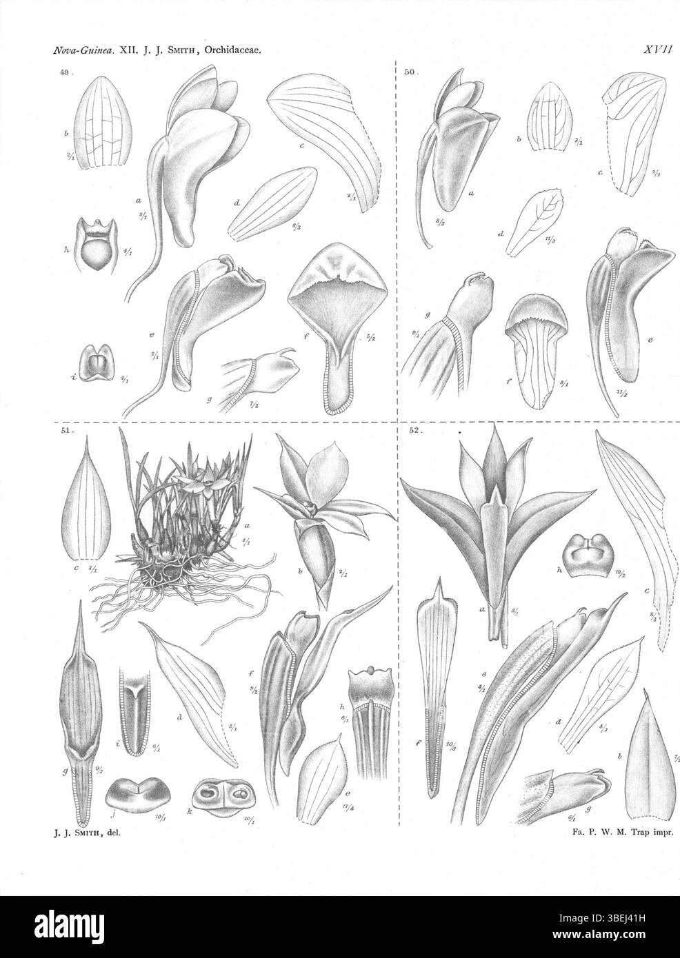 This plate shows Dendrobium species such as Dendrobium wentianum ...