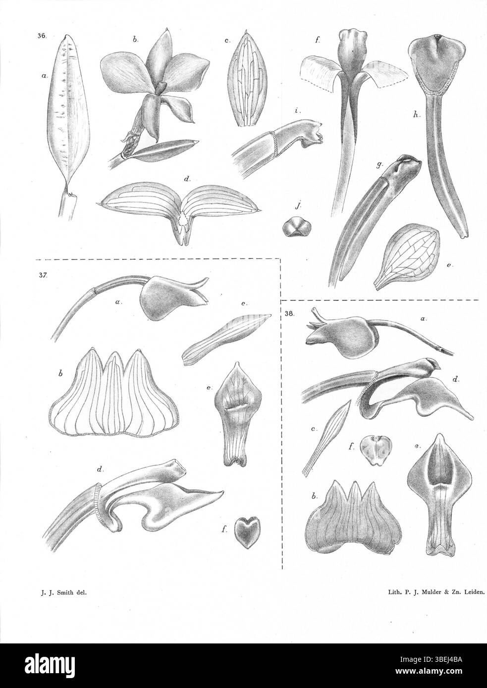 This botanical illustration from the 'Nova Guinea' series by Johannes ...