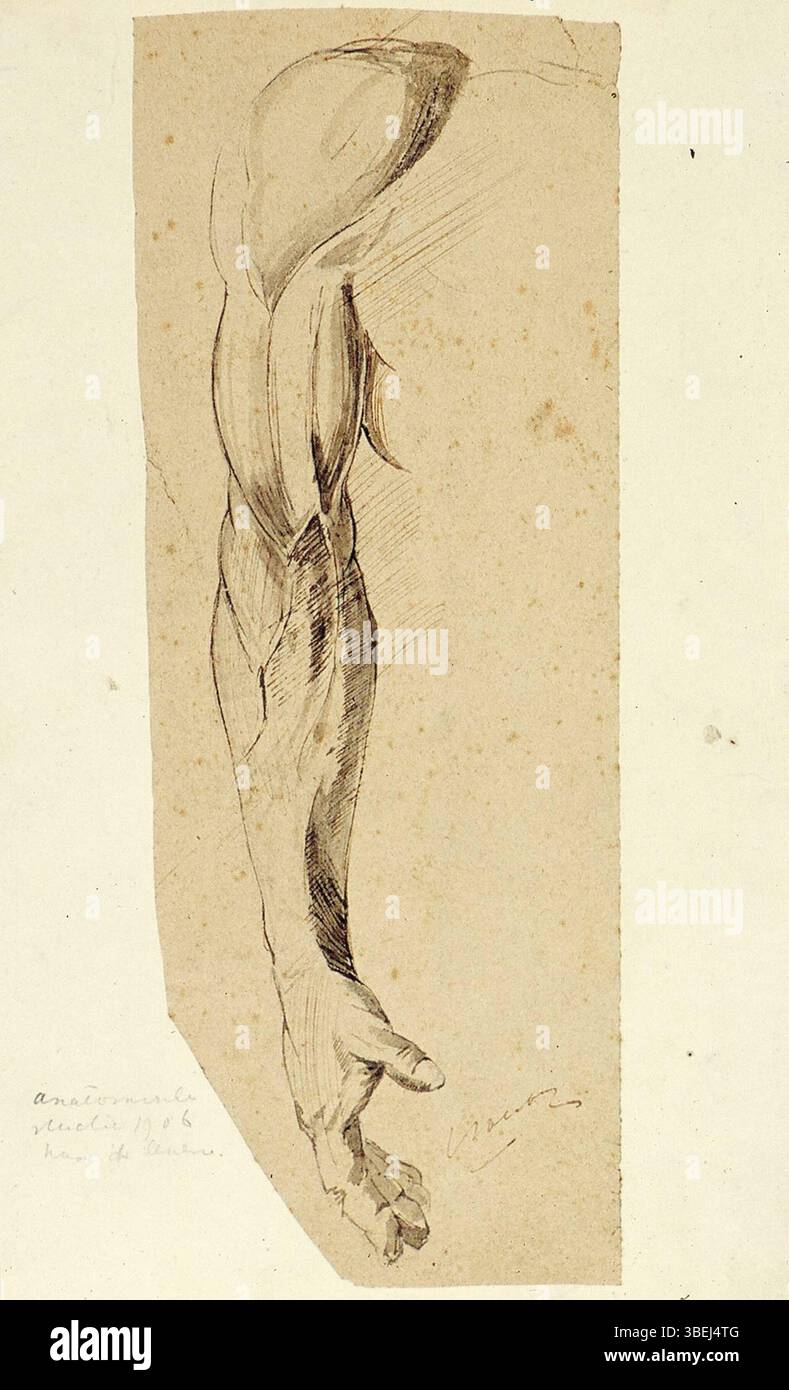 A 1906 anatomical study by Theo van Doesburg of a right arm ...