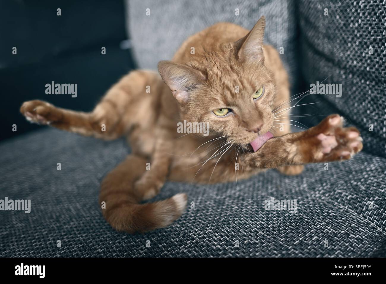 Senior red cat hi-res stock photography and images - Alamy