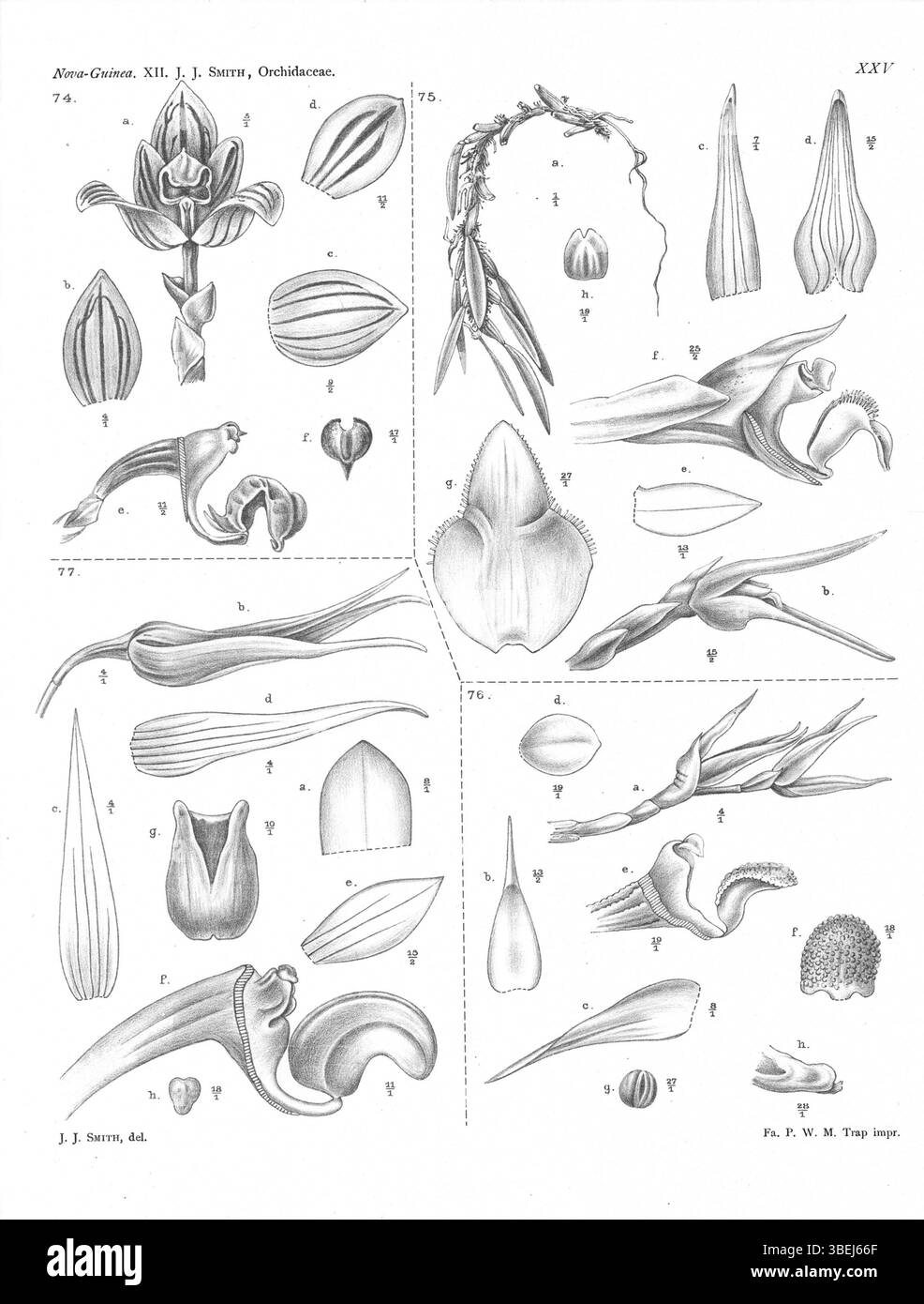 The plate depicts several Bulbophyllum species, including Bulbophyllum ...