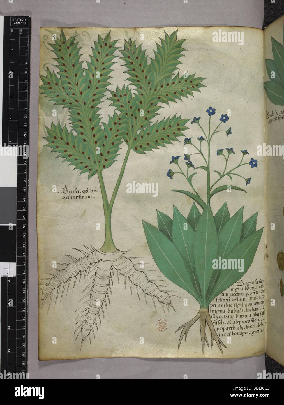 This folio from the British Library's Sloane 4016 manuscript, dated ...