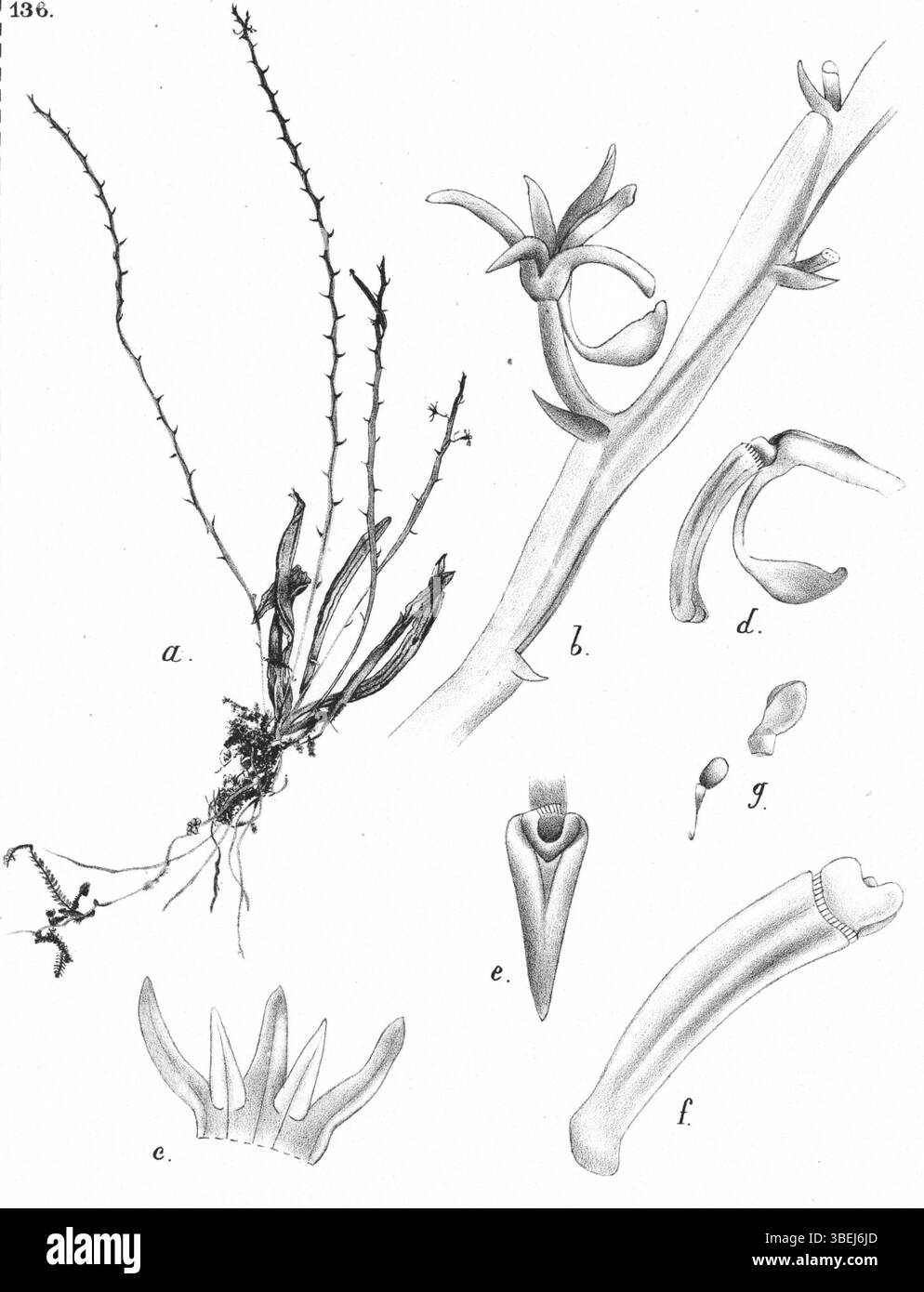 *Taeniophyllum clavicalcaratum*, previously classified as ...