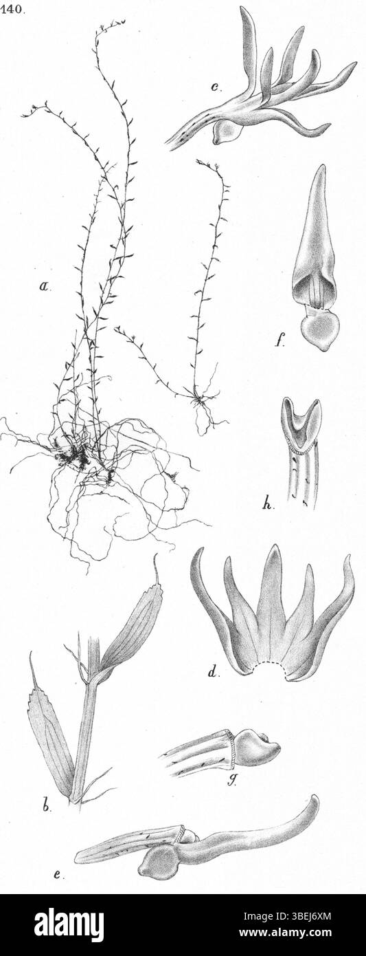 Taeniophyllum podochiloides hi-res stock photography and images - Alamy