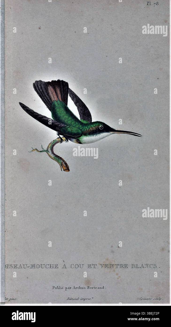 This engraving illustrates the female *Chlorostilbon mellisugus*, also ...