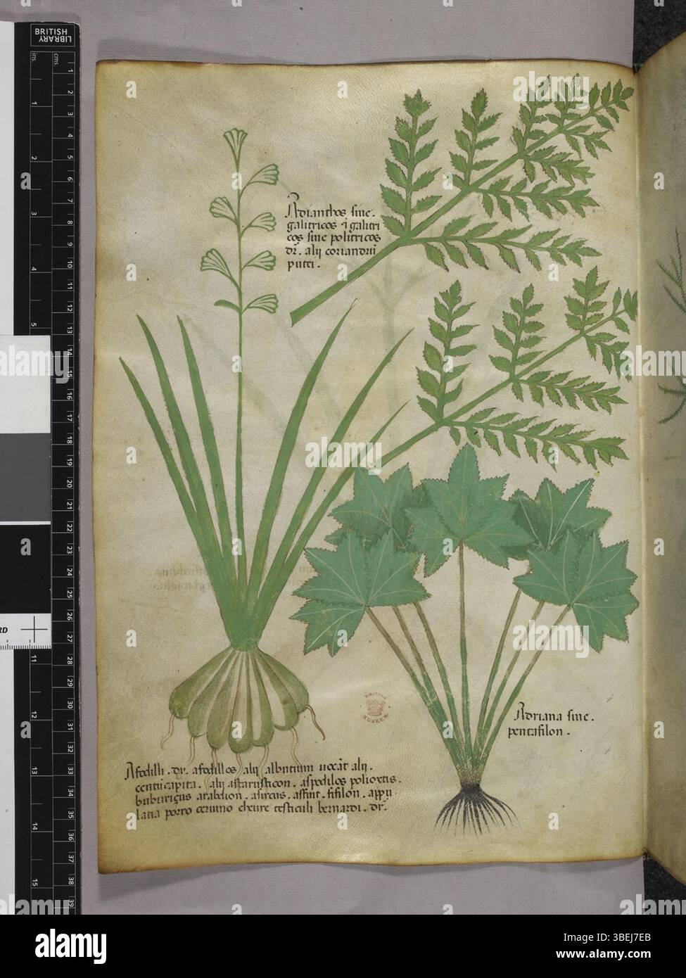 Folio 012v from BL Sloane 4016, circa 1440, displays medieval English ...