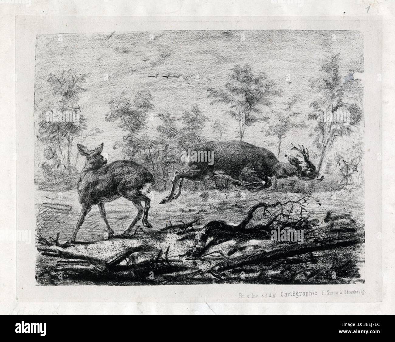This circa 1860 lithograph by Schutzenberger depicts two roe deer, one ...