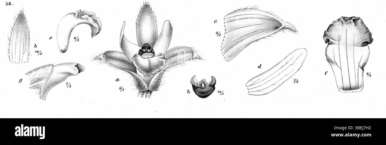 This 1913 botanical illustration by Johannes Jacobus Smith depicts ...