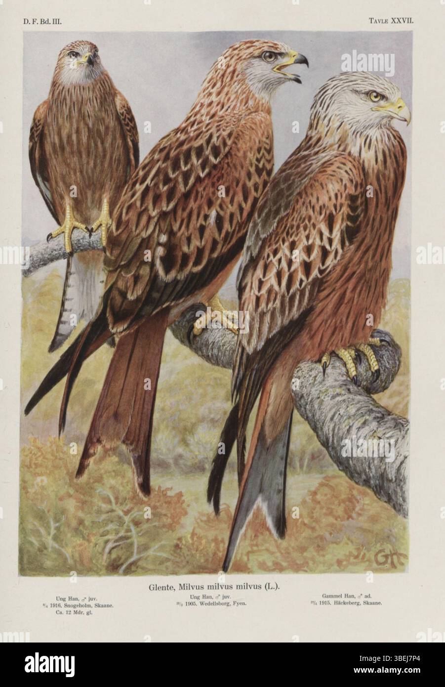 Gerhard Heilmann's 1931 depiction of Milvus milvus (red kite) captures ...