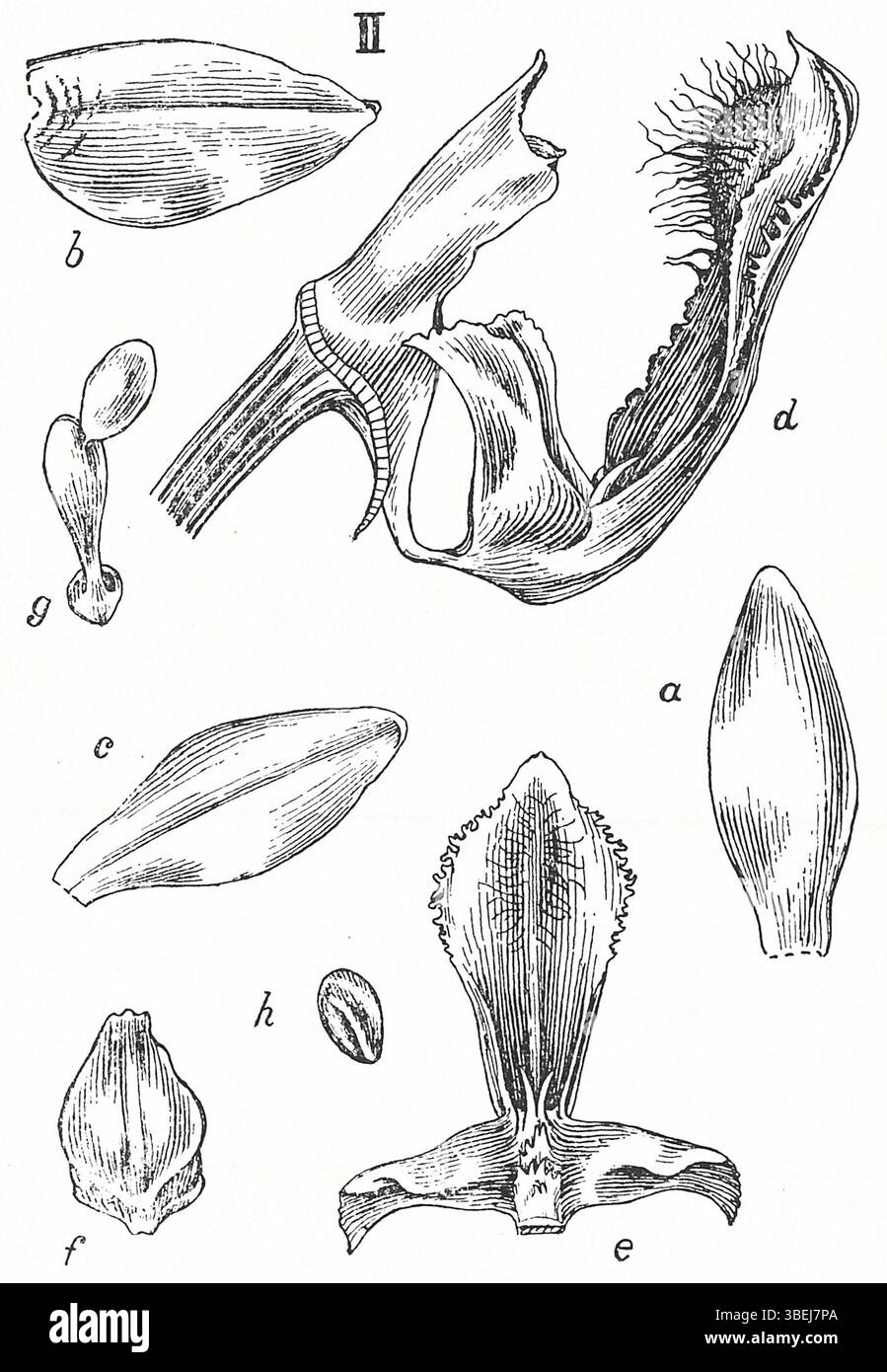 'Phalaenopsis fimbriata' by Johannes Jacobus Smith, part of his 1924 ...