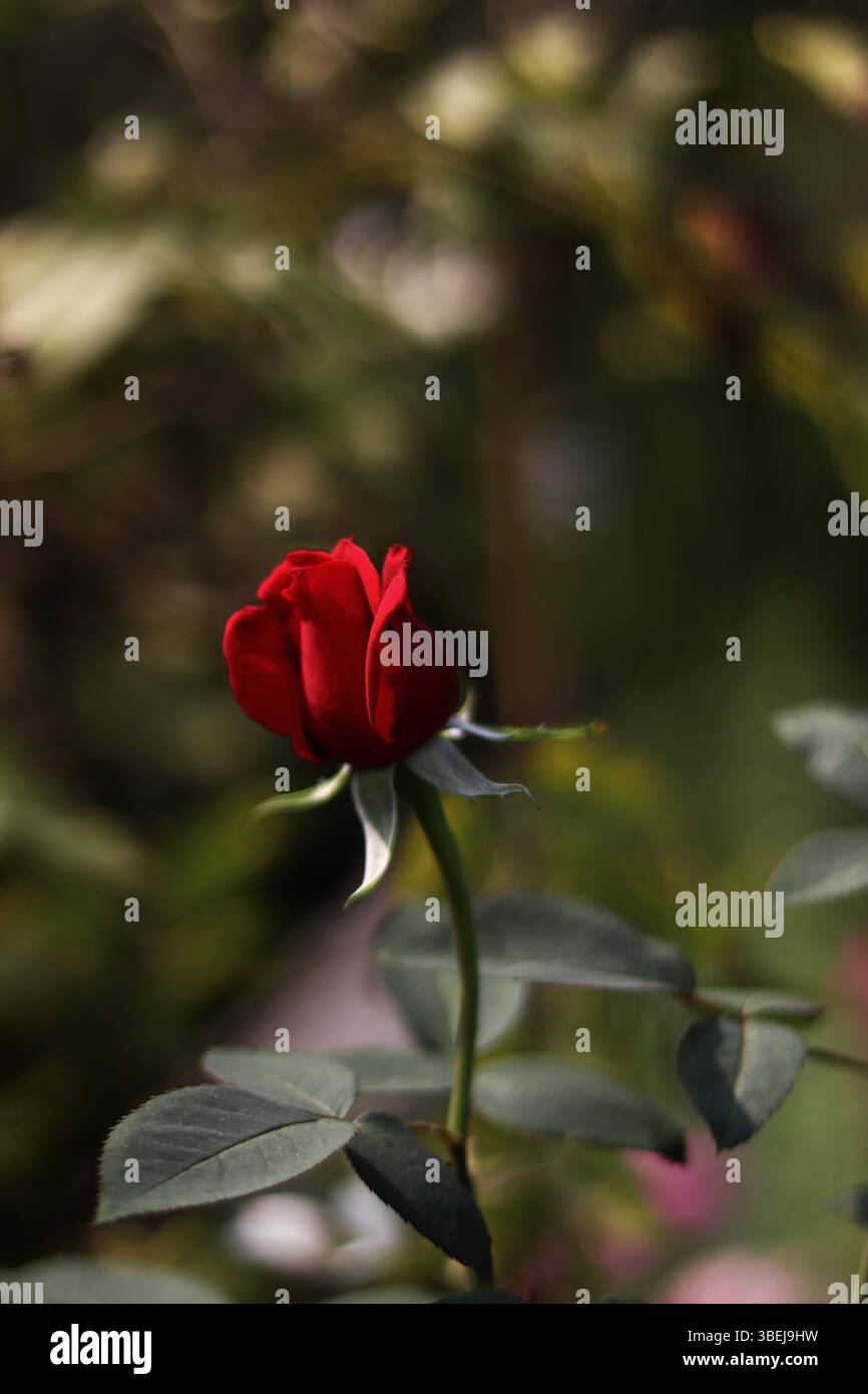 Rosebuds in soft natural hi-res stock photography and images - Alamy