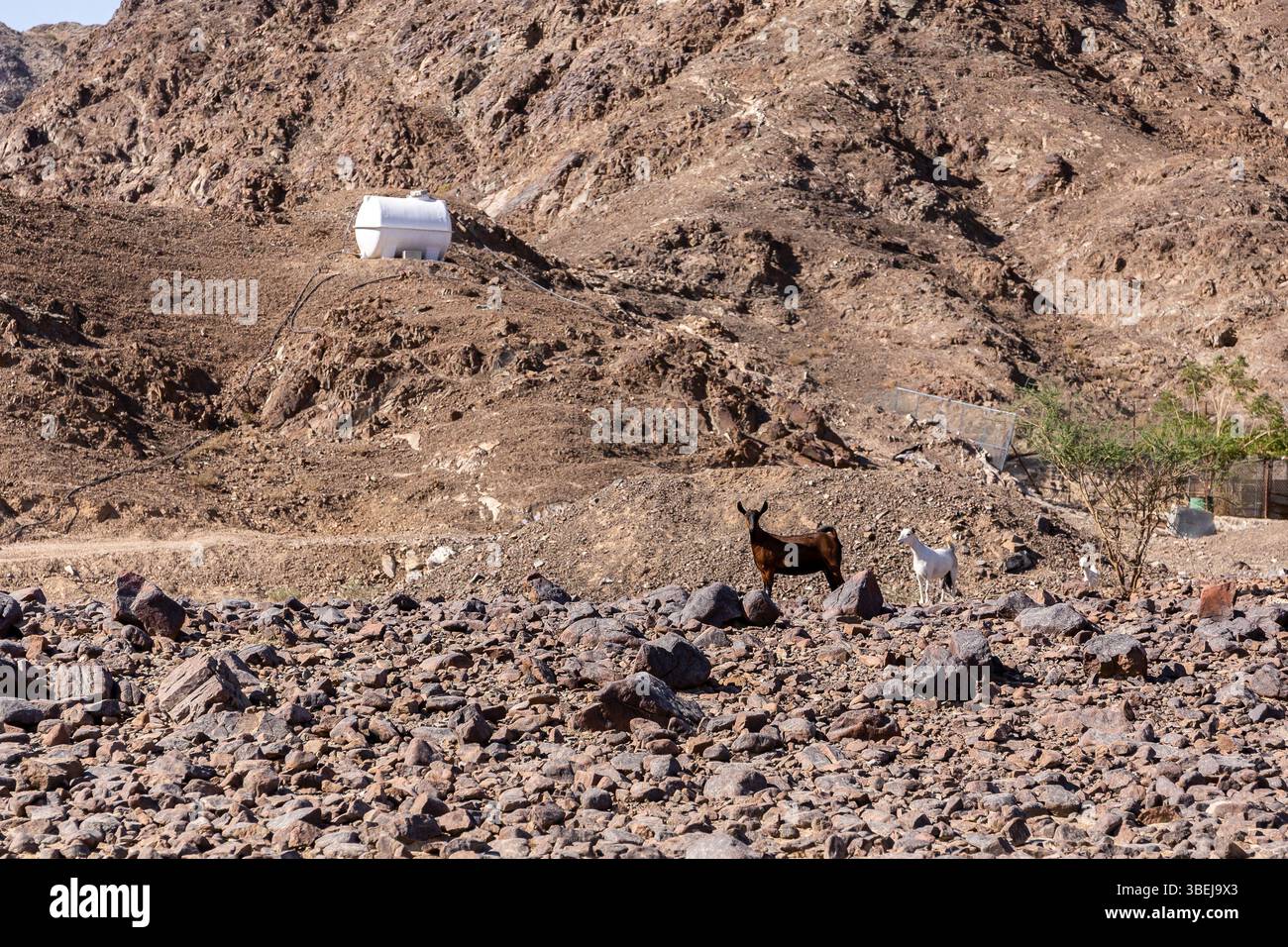 Desert farm in Hajar Mountains in United Arab Emirates (Masafi village ...