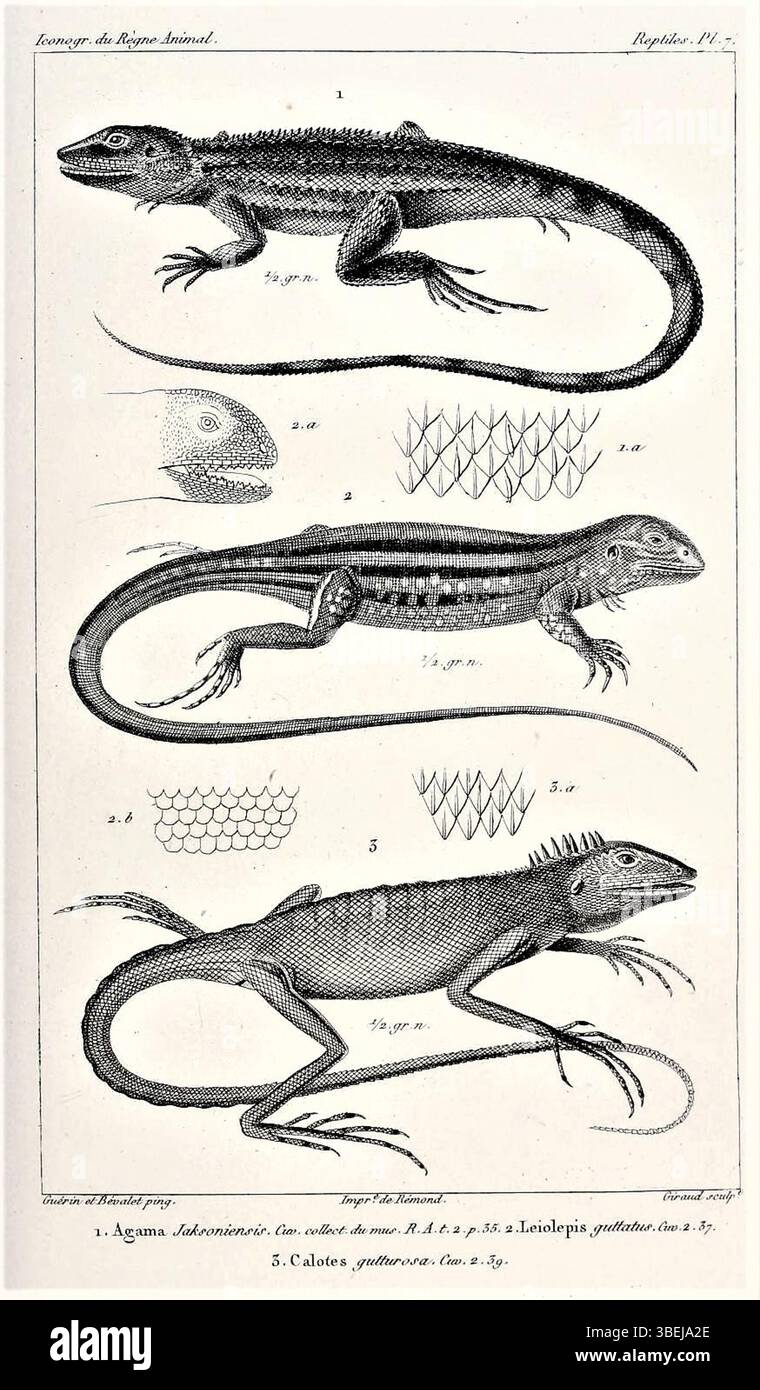 Illustration by Félix Édouard Guérin-Méneville depicting the species ...