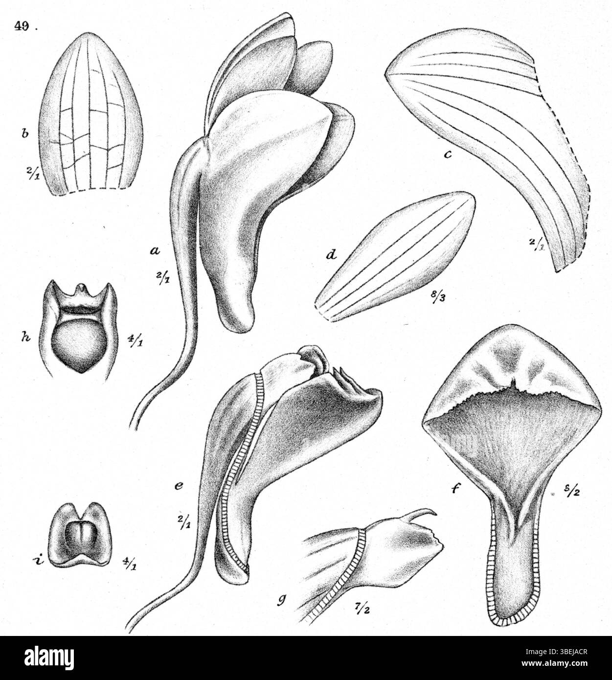 Johannes Jacobus Smith’s 1913 illustration of *Dendrobium wentianum ...