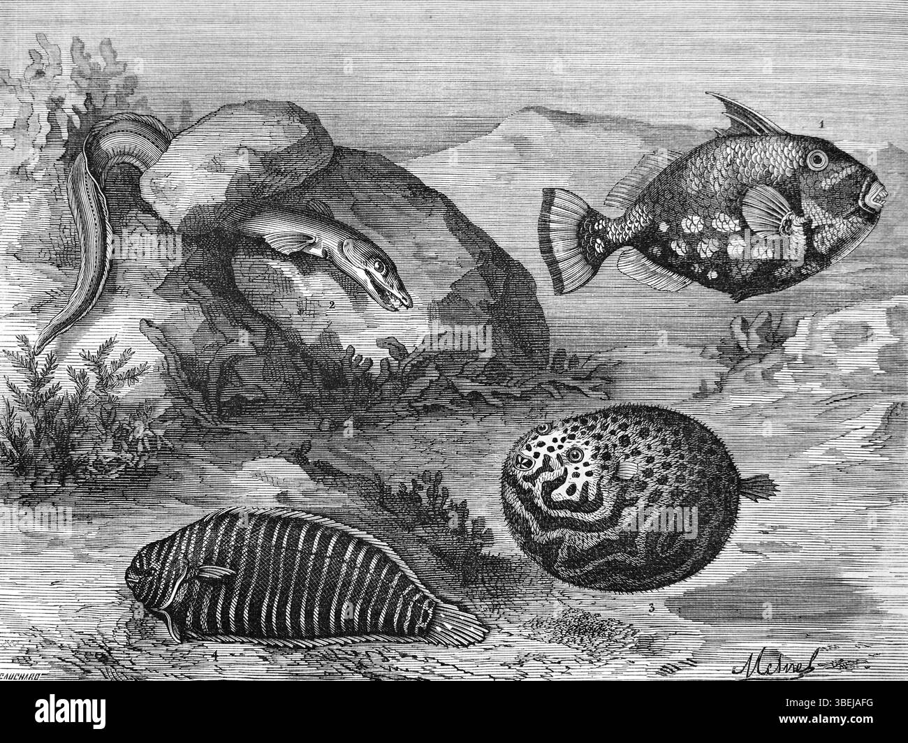 clown triggerfish drawing