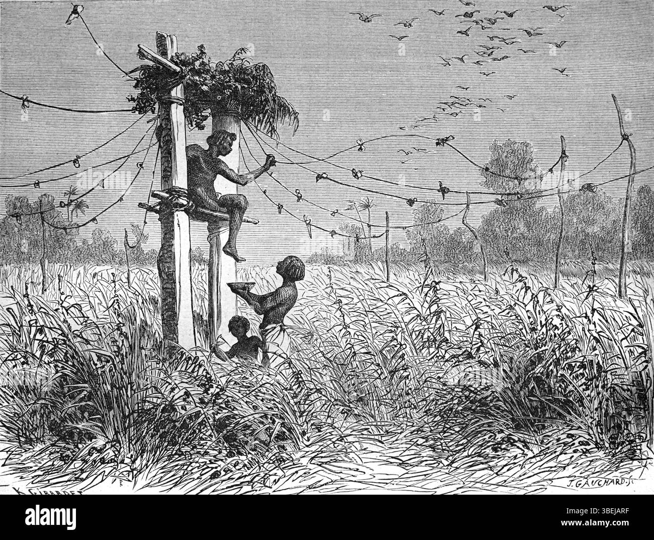 Scaring away bird Black and White Stock Photos & Images - Alamy
