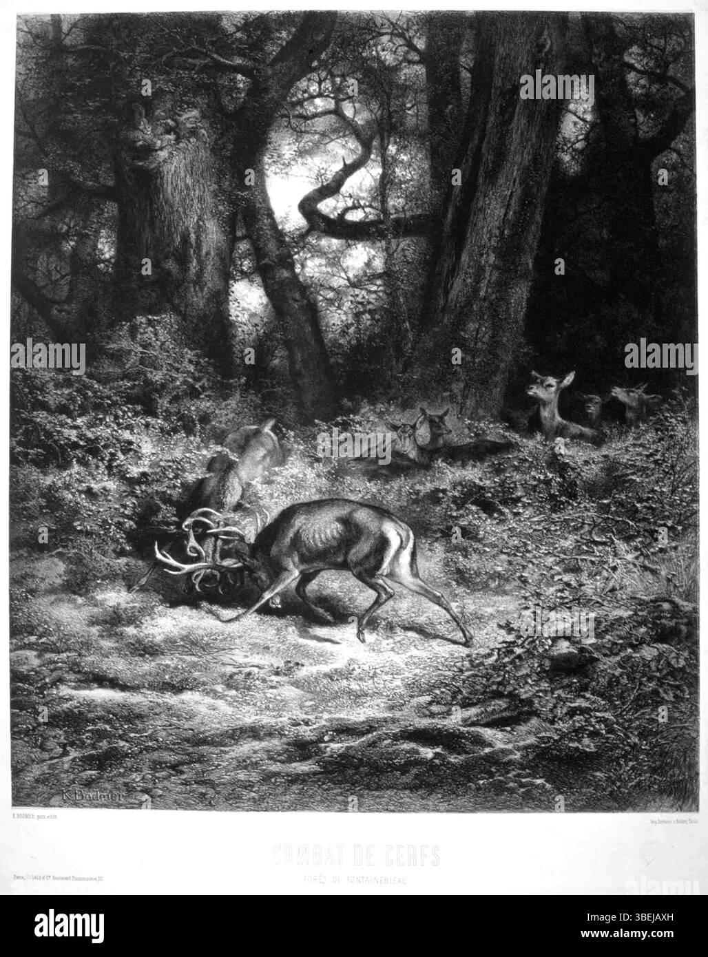 Deer forest artwork Black and White Stock Photos & Images - Alamy