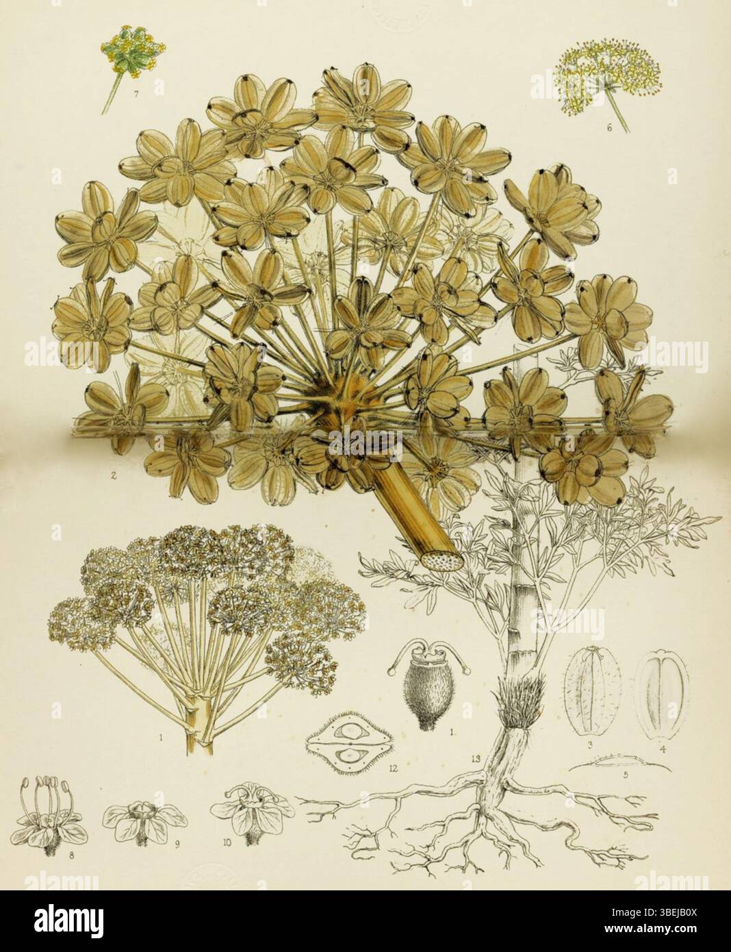 This botanical illustration, created by Bentley and Trimen in 1880 ...