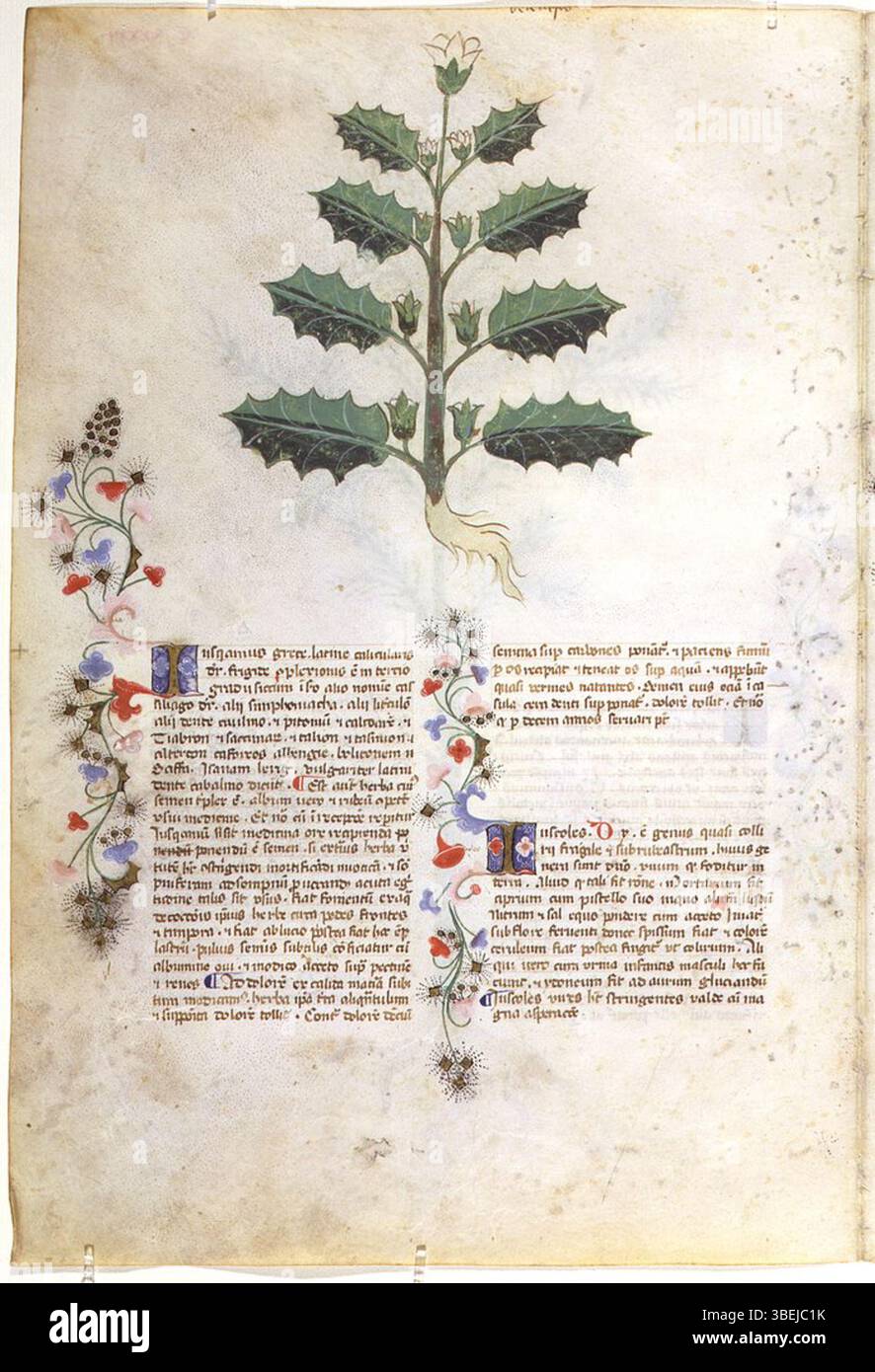 Folio 136v from the Casanatense 459 manuscript, created between 1395 ...