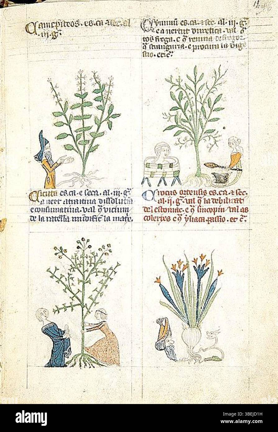 Codex palatinus florence hi-res stock photography and images - Alamy