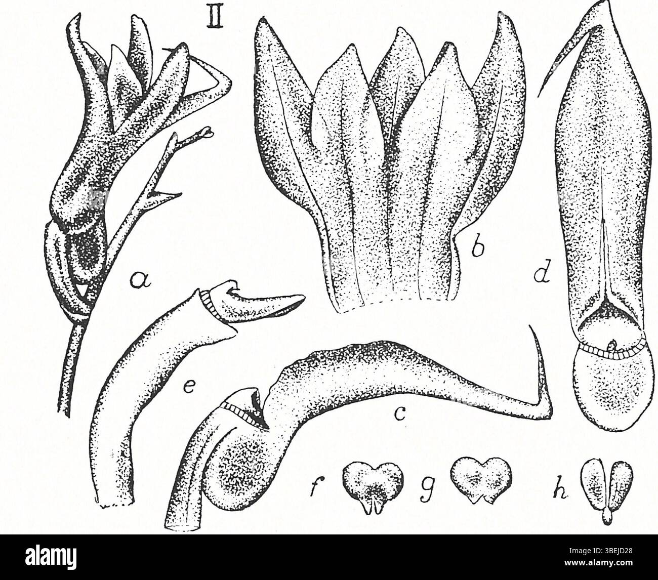The 1924 botanical illustration from 'Tafeln Javanischer Orchideen ...