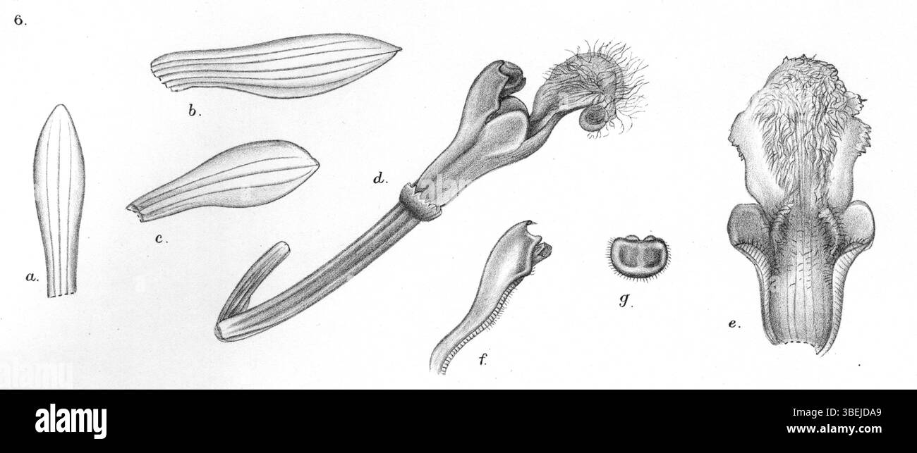 This illustration from Nova Guinea 14 by Johannes Jacobus Smith depicts ...