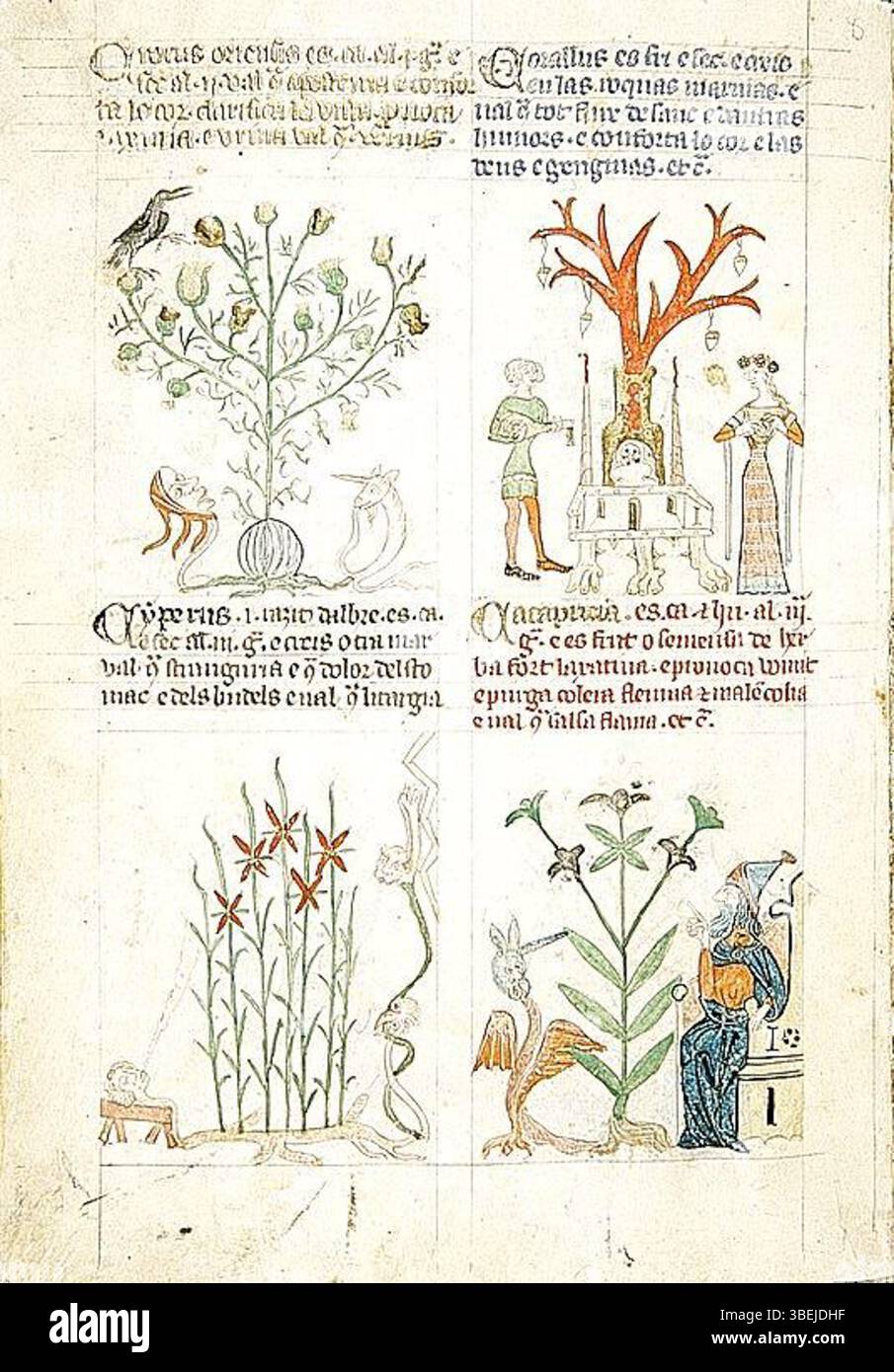 Codex palatinus florence hi-res stock photography and images - Alamy