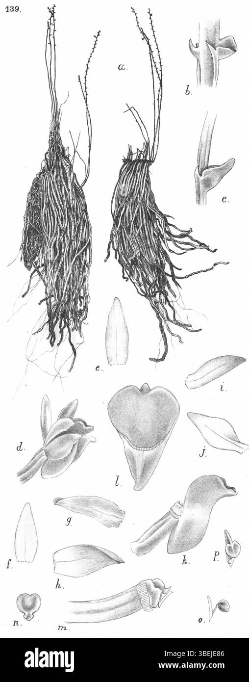 Illustration of Taeniophyllum terrestre, an orchid species originally ...