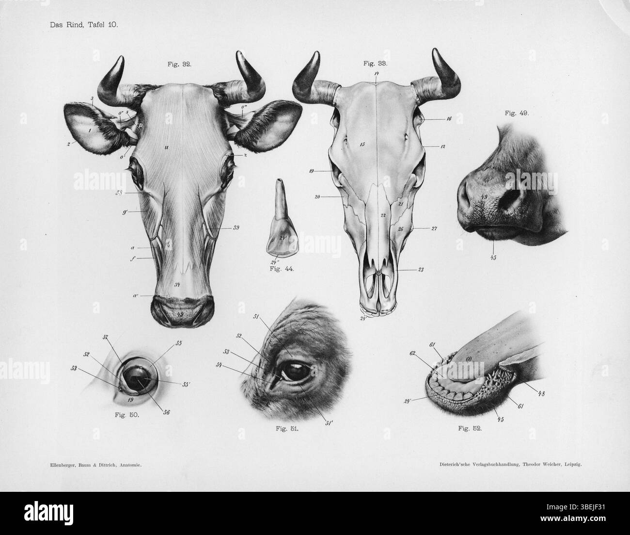 Anatomie tiere hi-res stock photography and images - Alamy