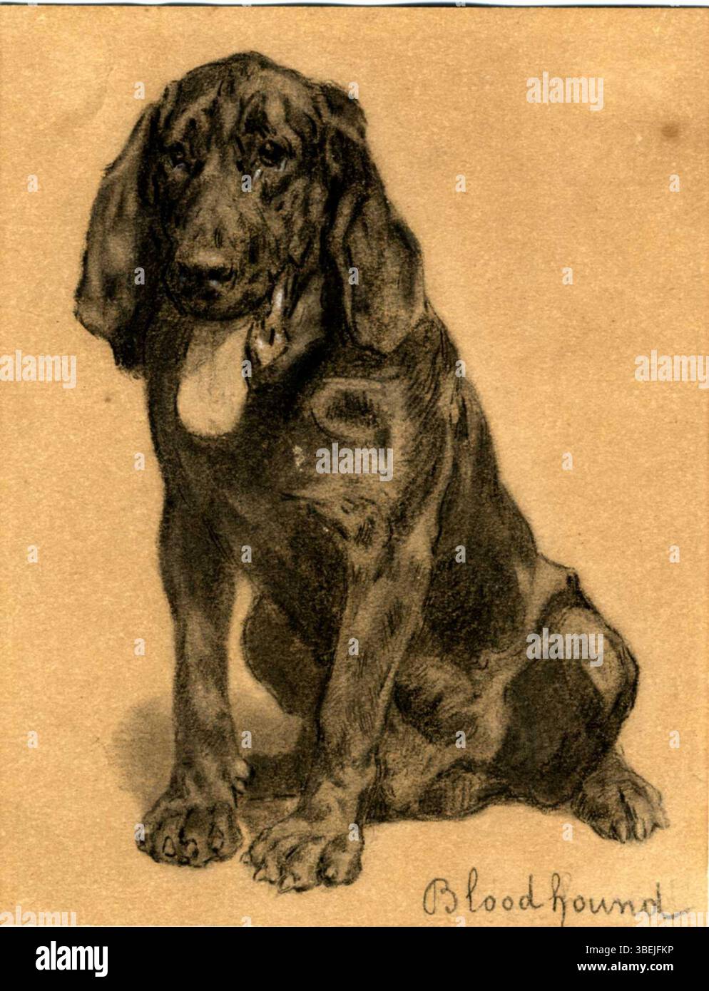 Drawing emphasizes characteristics hi-res stock photography and images ...