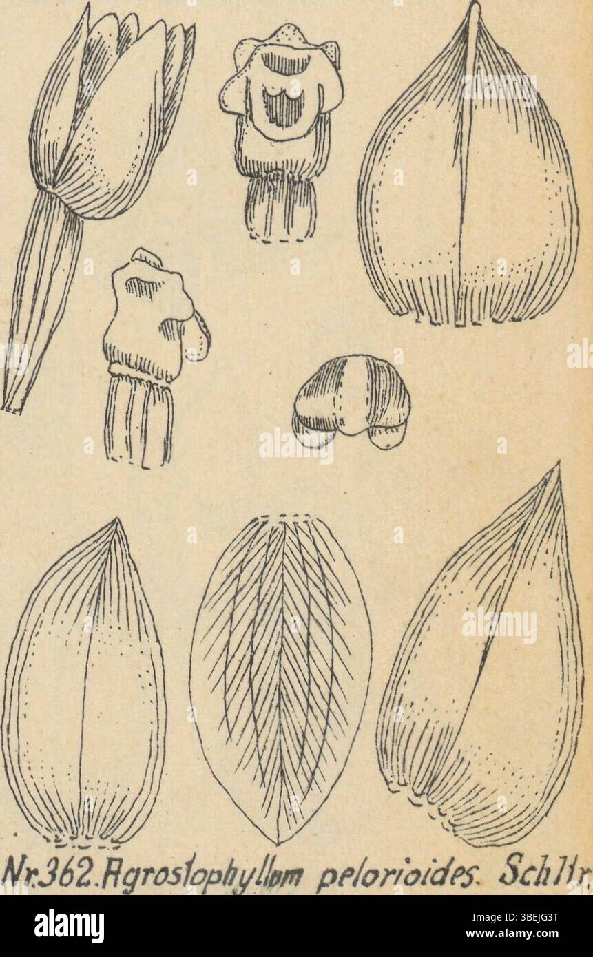 This botanical illustration from the 'Orchidaceen von Deutsch Neu ...