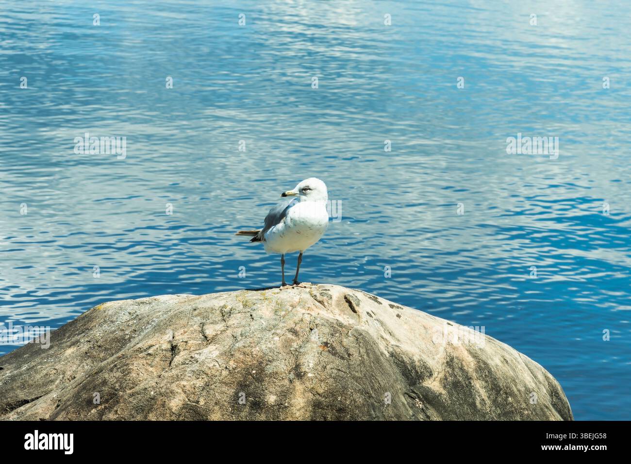 Seagull on Rock - Ile du Chenail - various Stock Photo - Alamy