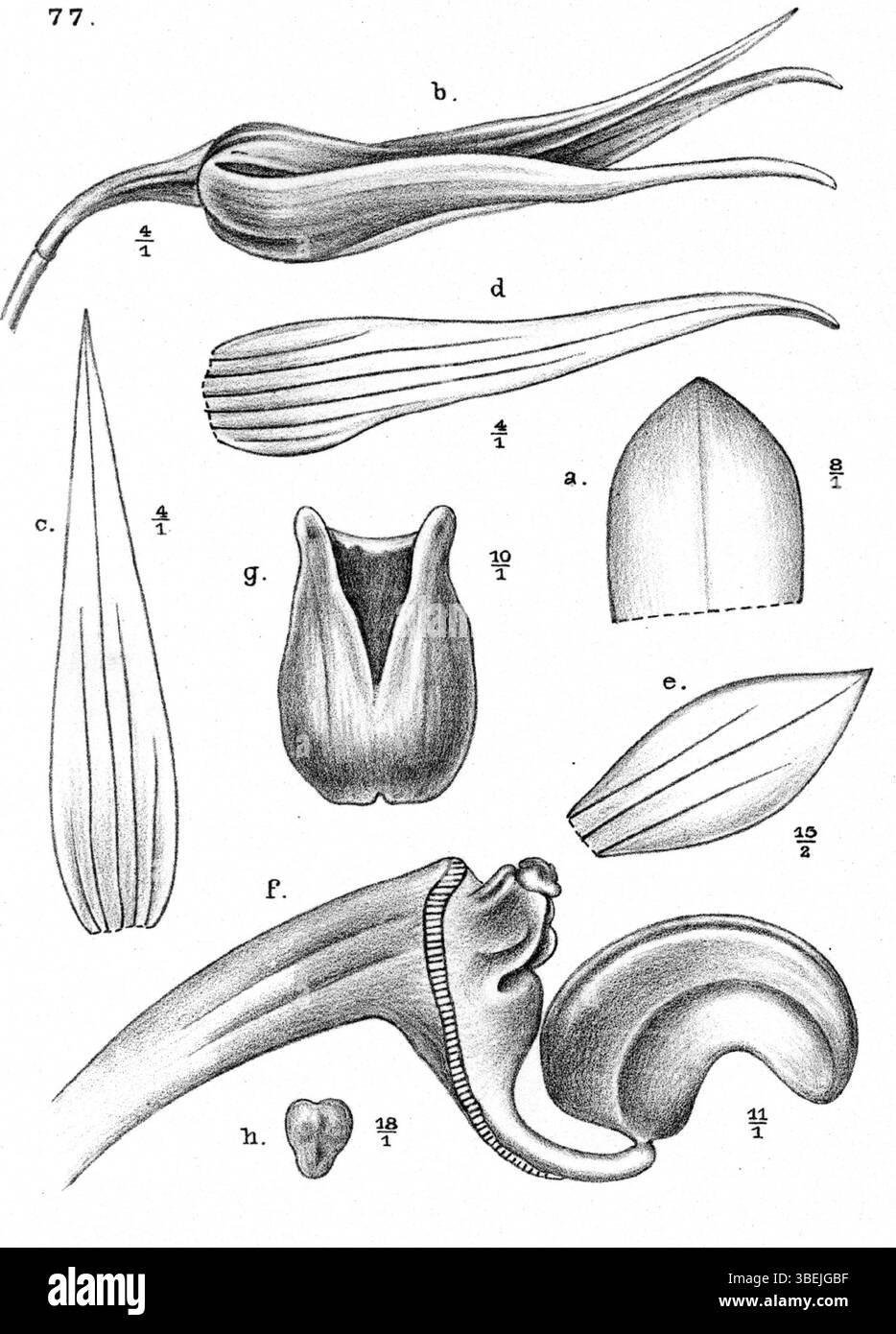 *Bulbophyllum dekockii*, illustrated in the 1913 *Nova Guinea* series ...