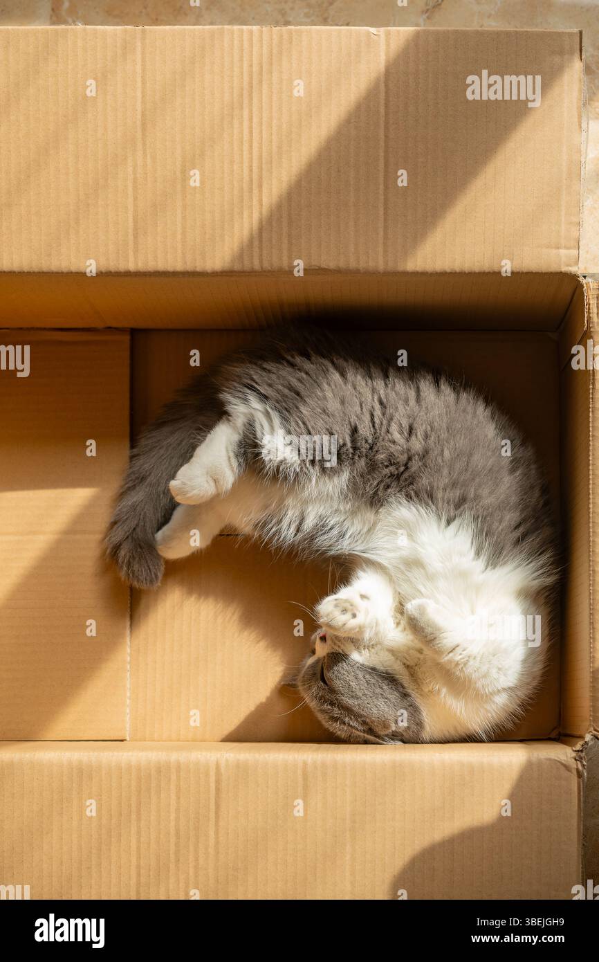 top view cute cat comfortably lying on its back inside a cardboard box ...