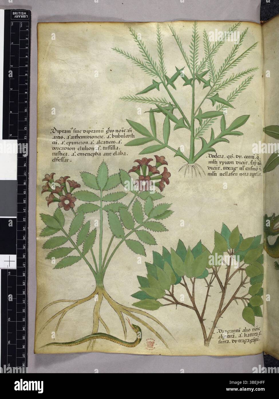 Folio f.037v from *BL Sloane 4016*, circa 1440, is a historical ...