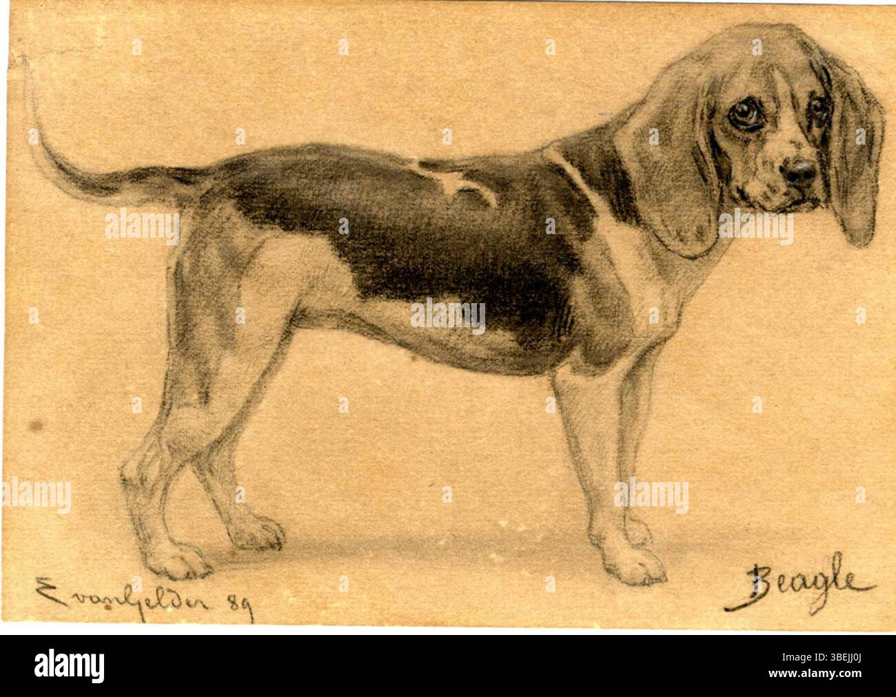 This 1889 drawing by Eugène van Gelder captures the Beagle, a small ...
