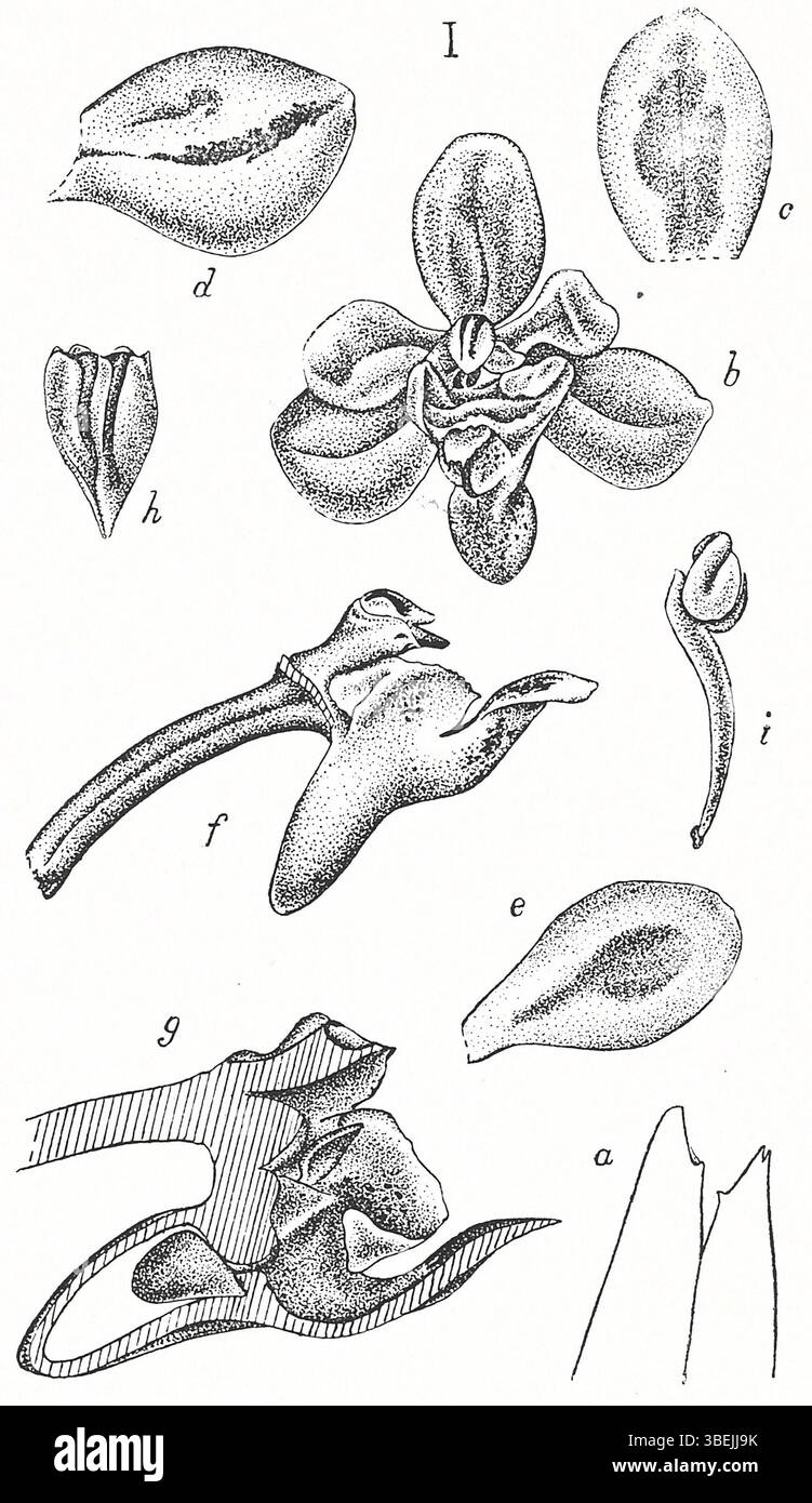 Botanical illustration of Cleisostoma discolor, previously known as ...