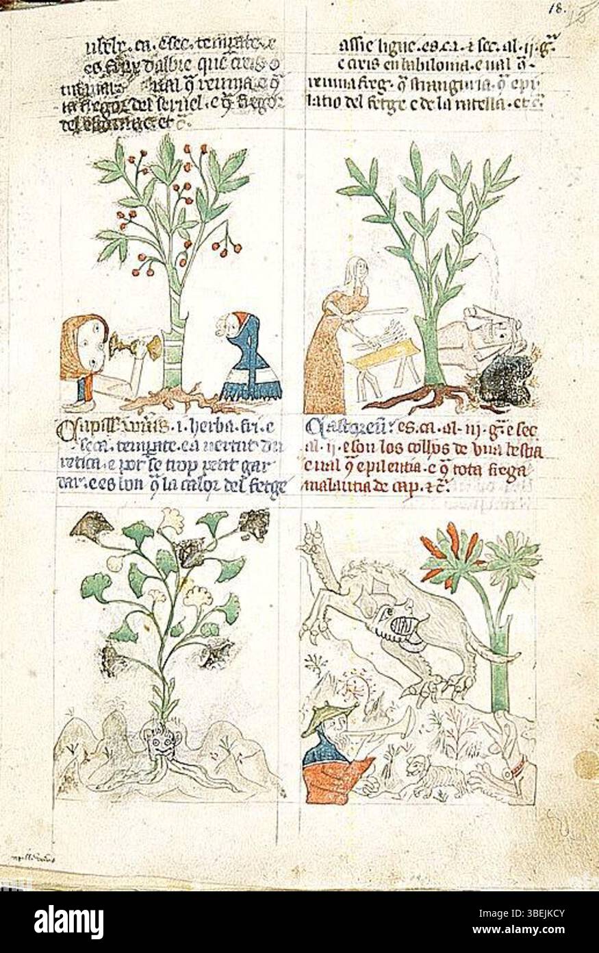 Codex palatinus florence hi-res stock photography and images - Alamy