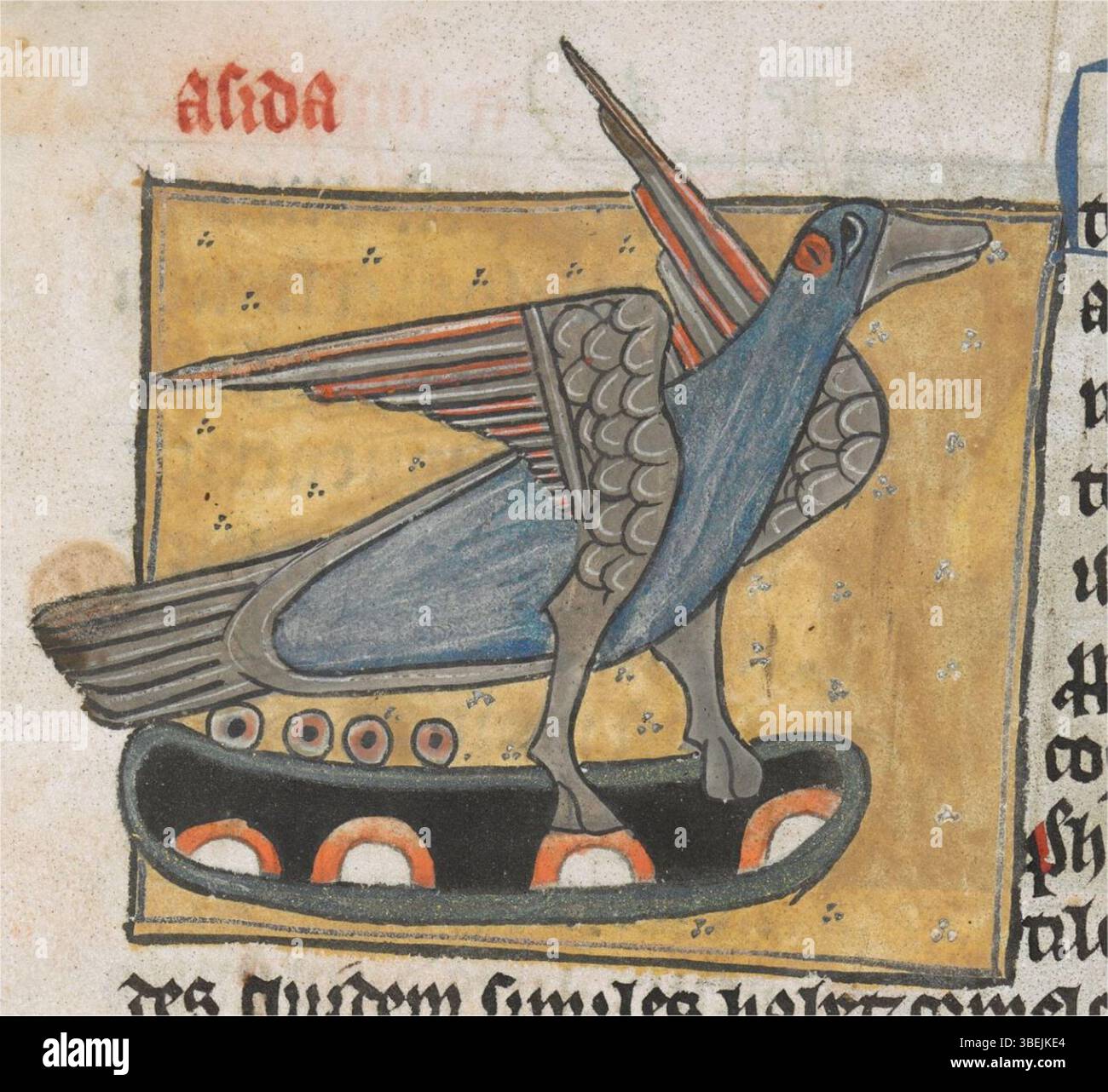 An ostrich, labeled *asida*, depicted in the 13th-century manuscript ...