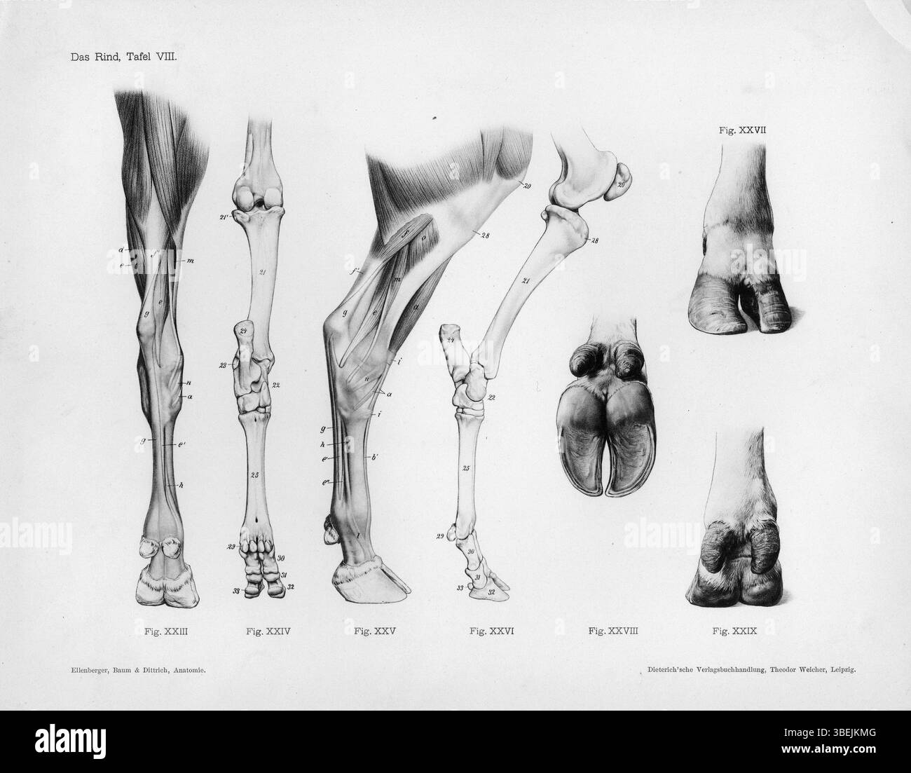 'Das Rind, Tafel VIII' depicts views of a cow’s hind limb and hoof ...