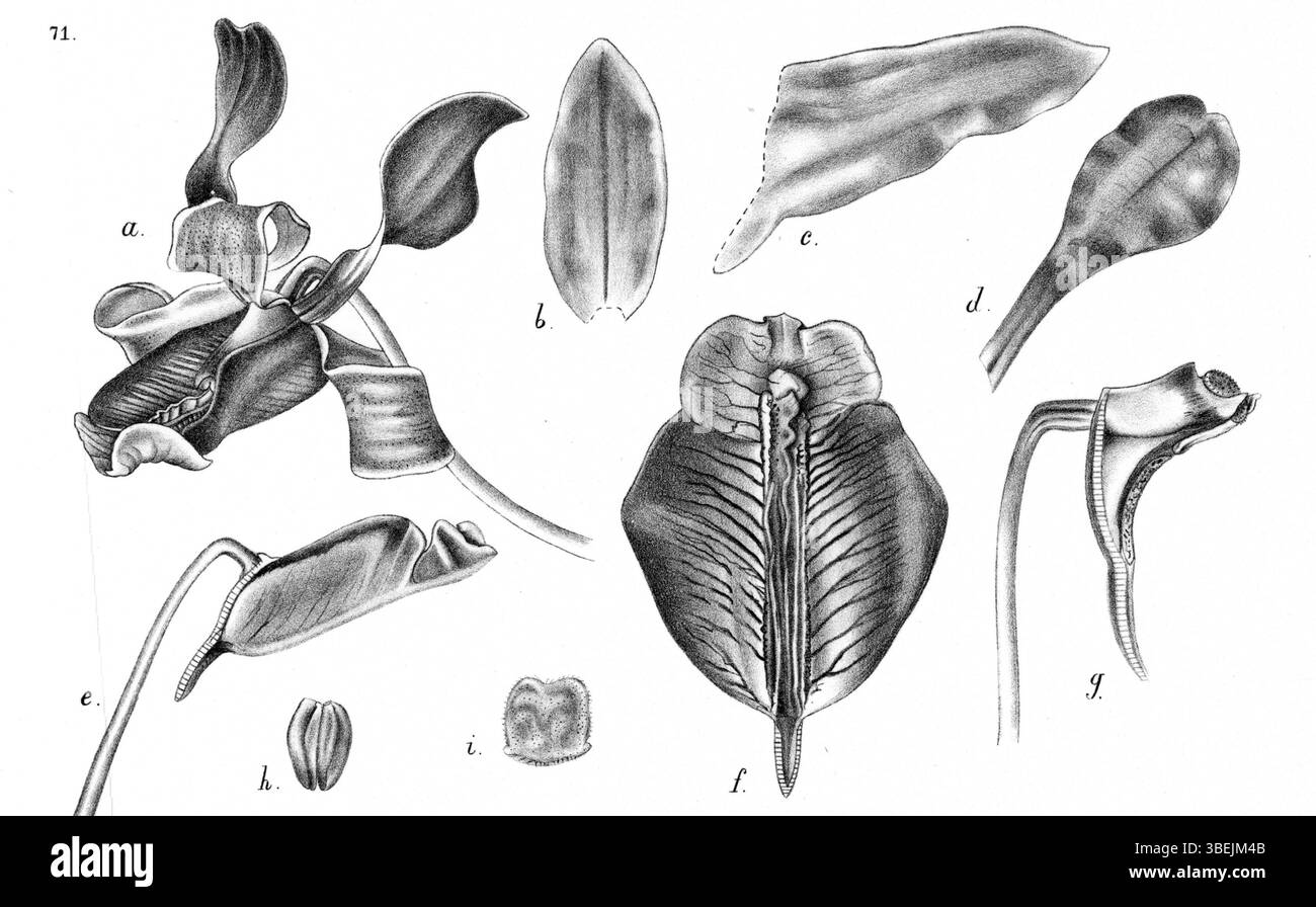 In this 1929 botanical illustration, Johannes Jacobus Smith portrays ...